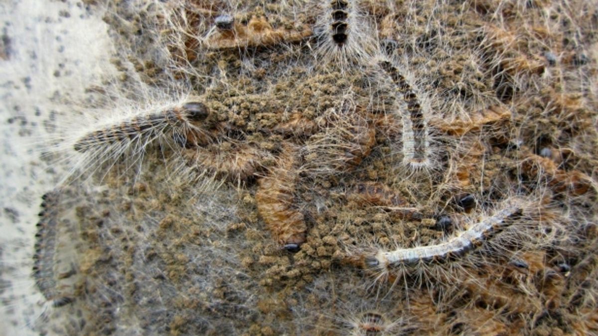 Let op: meer overlast van eikenprocessierups door hitte - RTV Drenthe