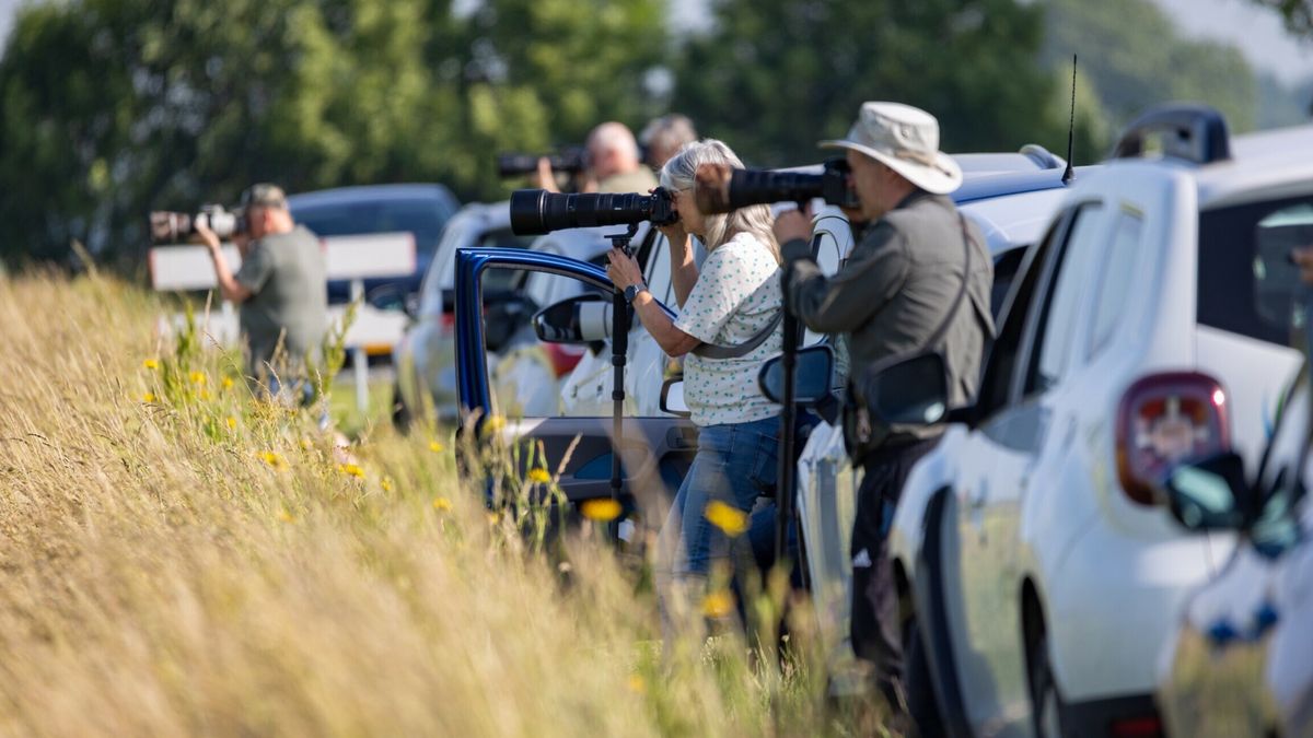 Vogelliefhebbers trekken naar Kûbaard voor bijzondere bezoeker: "Een ...
