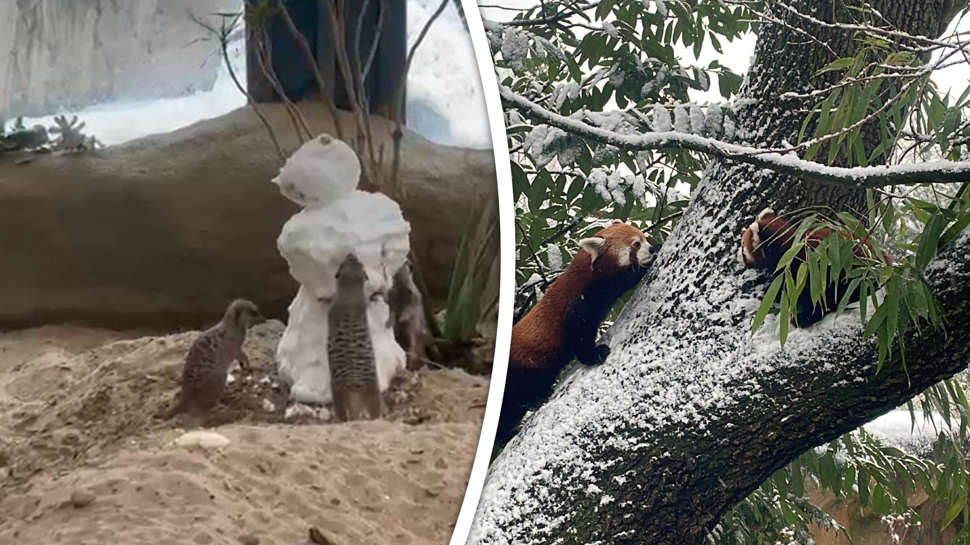 Van stokstaartjes tot rode panda's: dieren in Blijdorp genieten van de ...