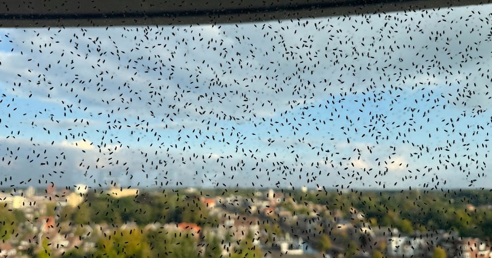 Megazwerm aan vliegen op grote hoogte roept veel vragen op - RTV Drenthe