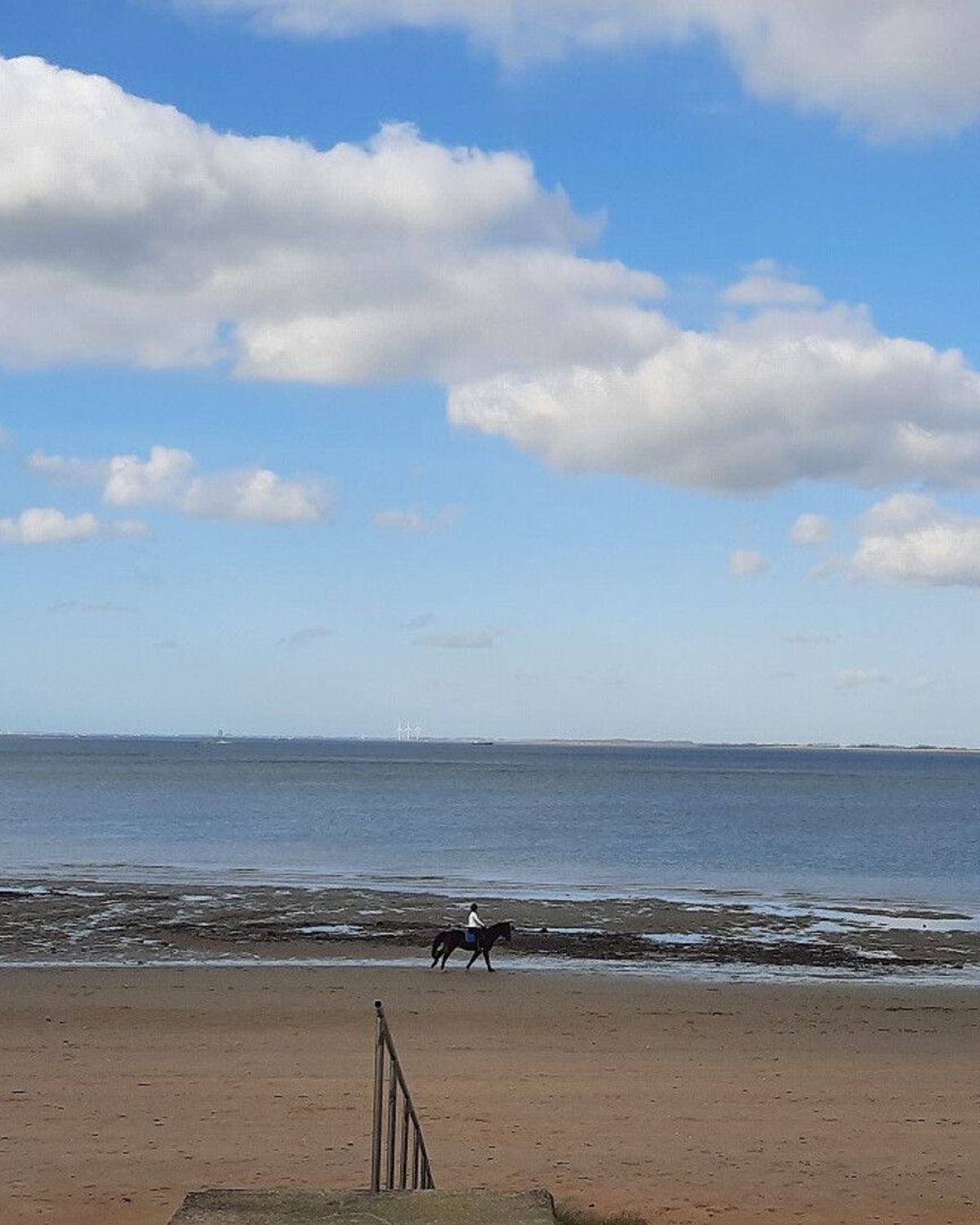 Twee paarden in het zand gezakt op strand Wemeldinge - Omroep Zeeland