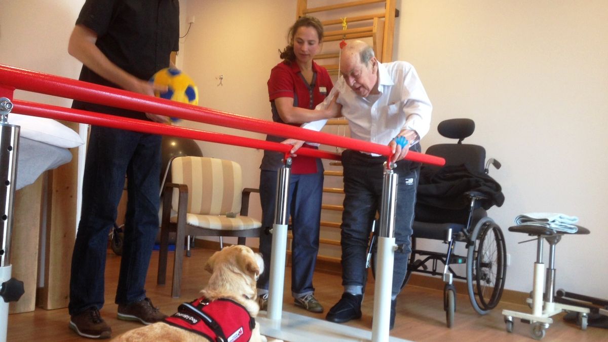 Therapiehonden blijken succes - Rijnmond