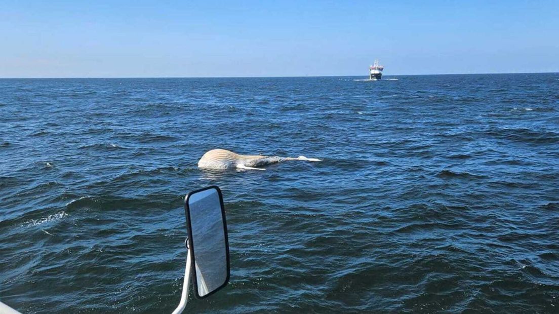 Aangespoelde bultrug trekt veel bekijks: 'Hij stinkt als een tierelier ...