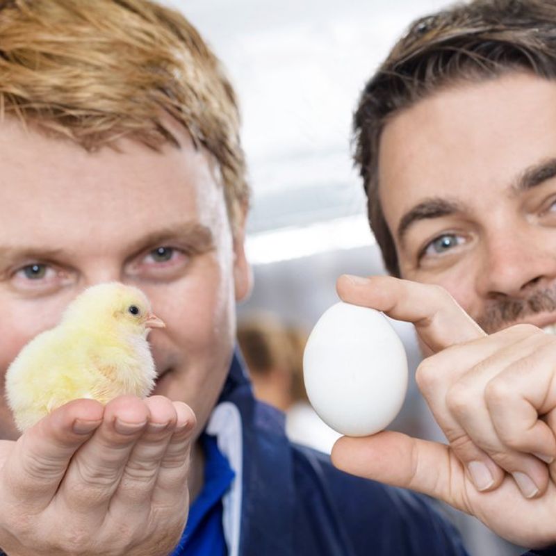 Hen of haan? Miljoeneninvestering voor geslachtsbepaling kippenei ...