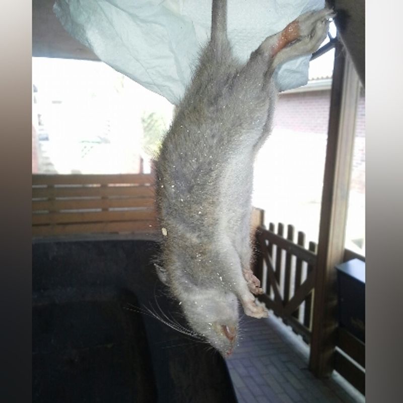 Onderzoek naar riool vanwege rattenplaag Emmen - RTV Drenthe