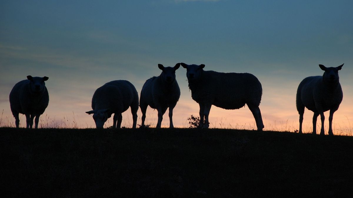 Drachtig schaap doodgebeten door hond - Omroep Zeeland