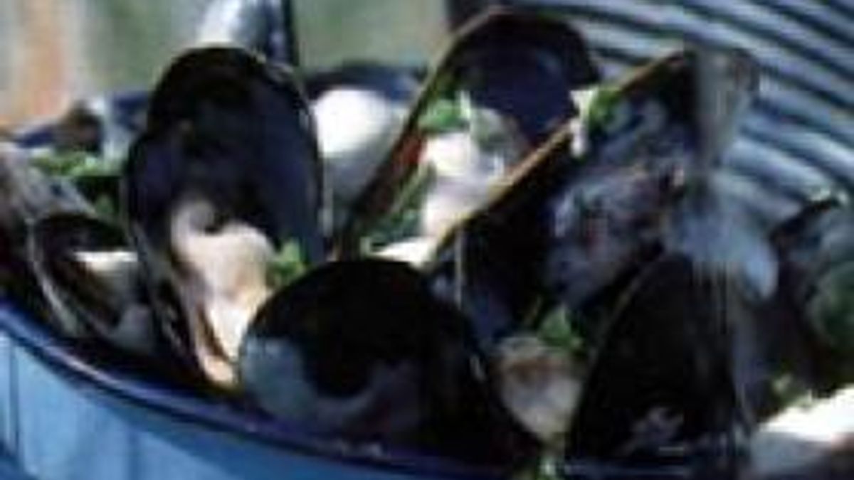 Waarom is de ene mossel wit en de andere geel? - Rijnmond