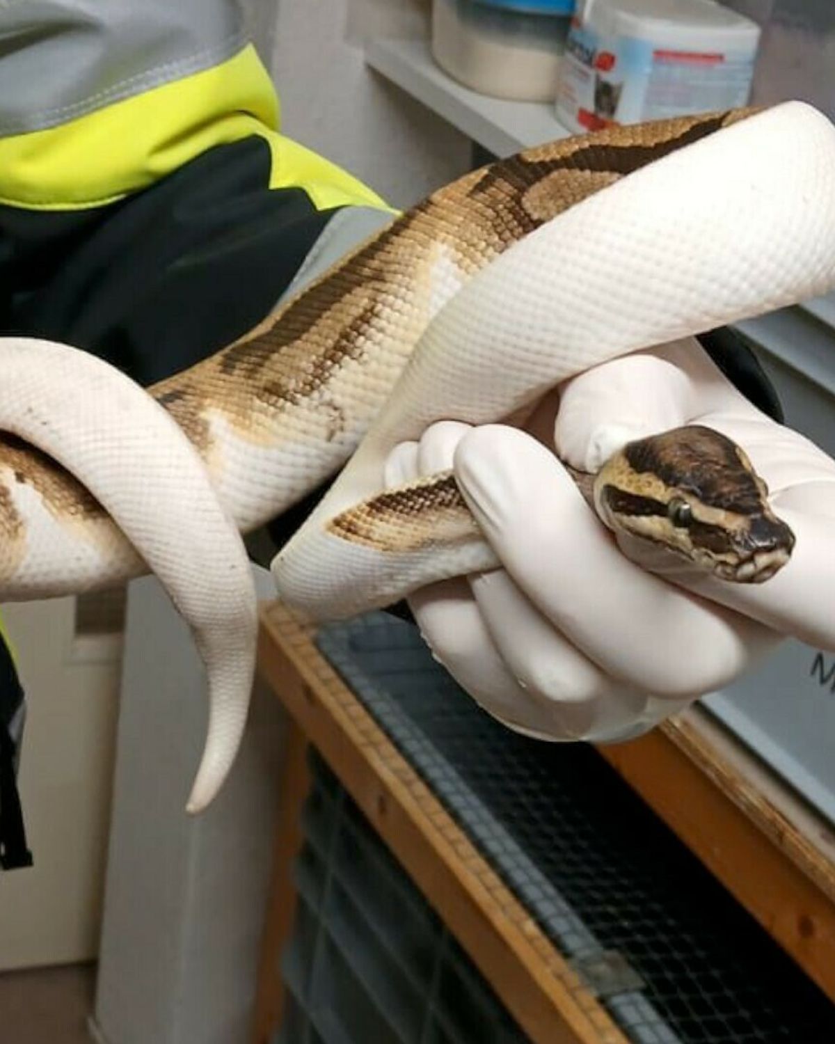 Wie is z'n koningspython kwijt? Dierenambulance vindt slang in ...