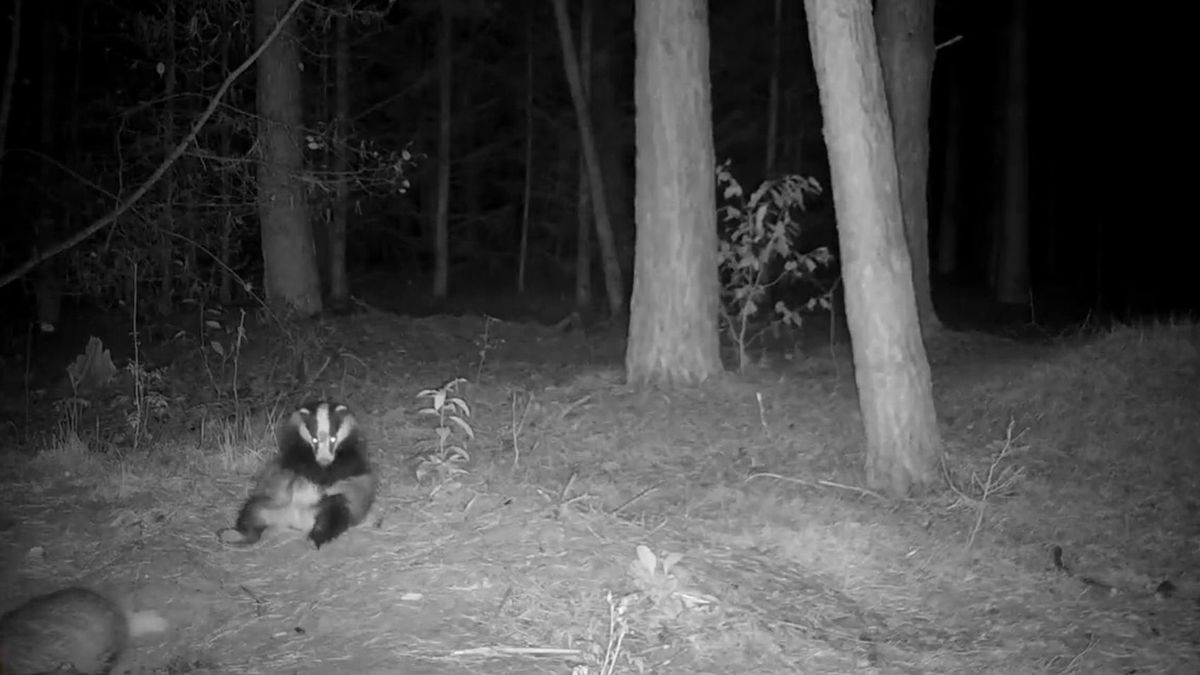 Dikke das is klaar voor de winter - RTV Drenthe