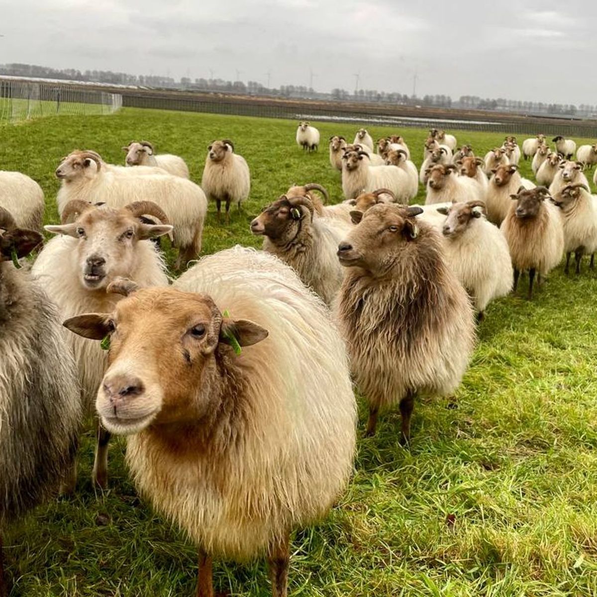 Schaapskudde Exloo kan extra geld voor 'weerloze dieren' goed gebruiken ...