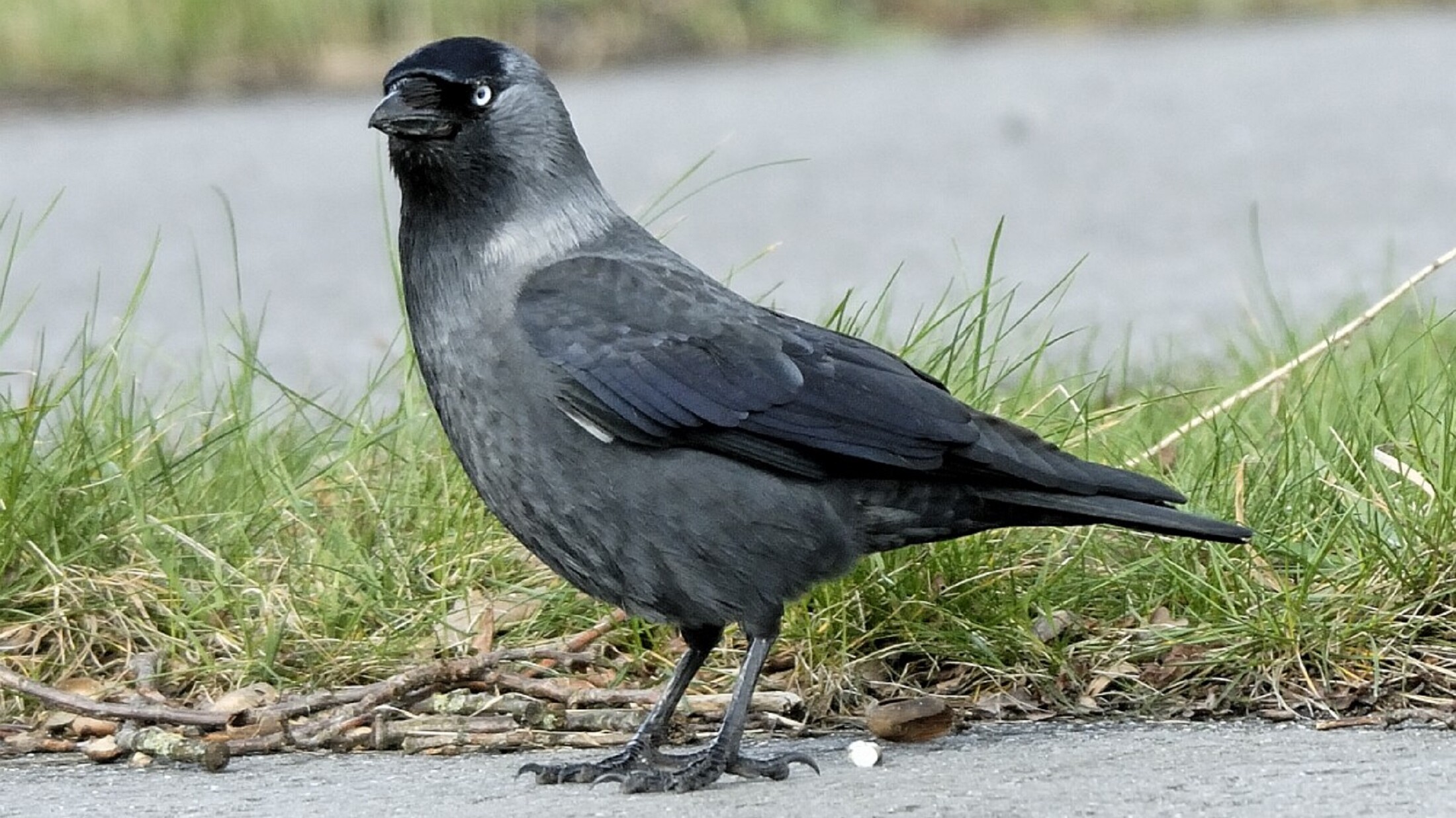 Al die zwarte vogels lijken op elkaar: kraai, raaf, roek of kauw, welke ...