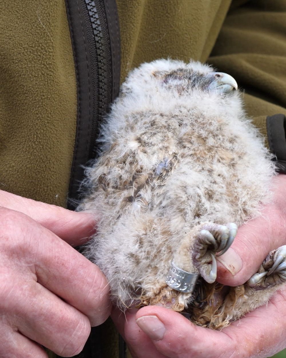 Jonge bosuiltjes voorzien van een nieuw identiteitsbewijs - RTV Drenthe