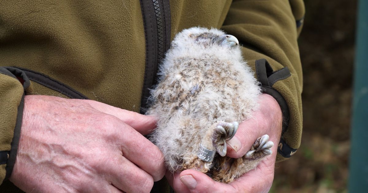 Jonge bosuiltjes voorzien van een nieuw identiteitsbewijs - RTV Drenthe
