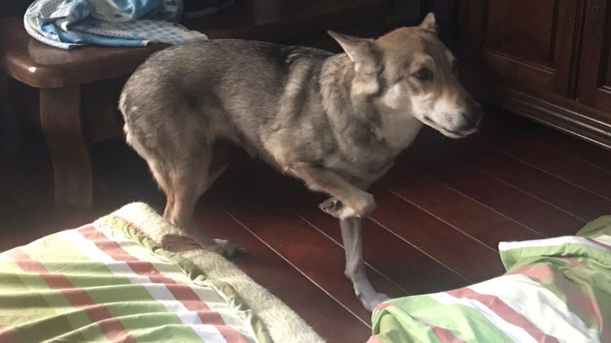 De 'wolf' van Alteveer heet Donya - RTV Noord