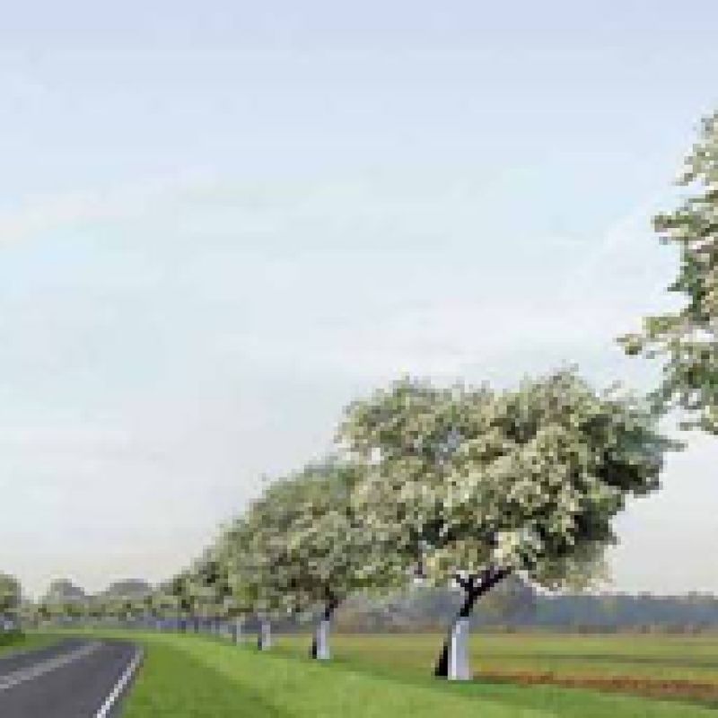 Eerste scheve boompjes verschijnen bij rondweg Zutphen - Omroep Gelderland