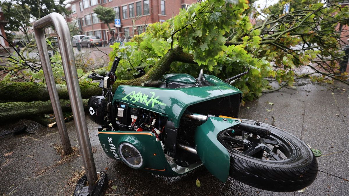 Schade na storm Poly valt mee, veel meldingen van omgevallen bomen ...