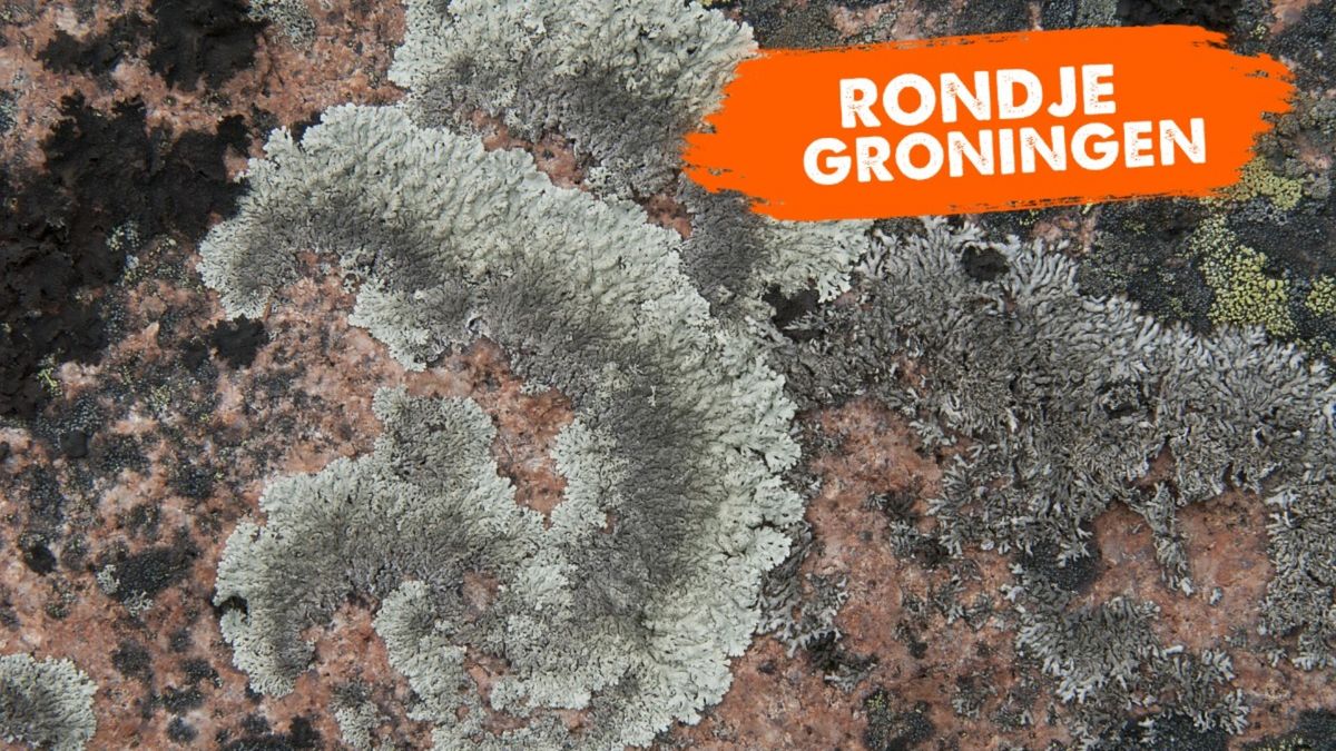 Rondje Groningen: 'Groene schimmel' rukt op in Stad - RTV Noord
