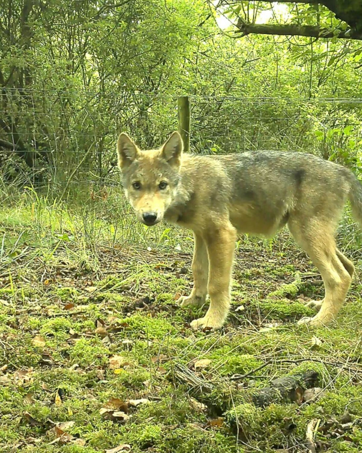Wolvenroedel heet Middenveld, waar komt die naam vandaan? - RTV Drenthe