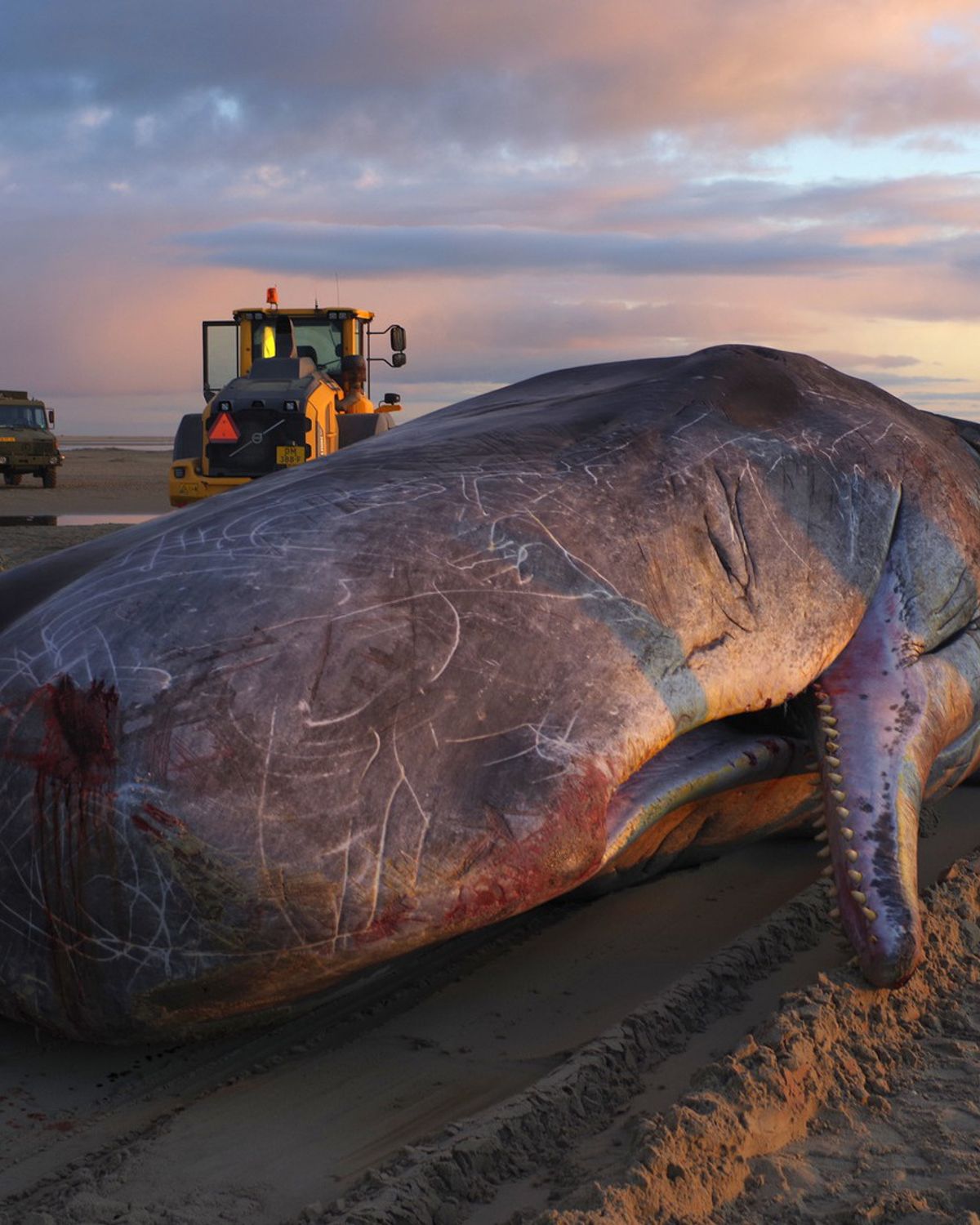 Op Vlieland aangespoelde potvis wordt onderzocht: "We willen ziekte ...