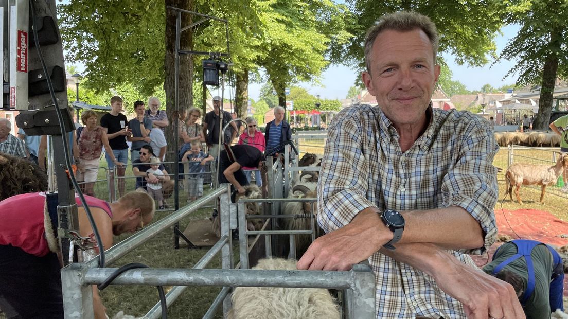 Traditie terug op de Brink in Ruinen: schapen scheren - RTV Drenthe