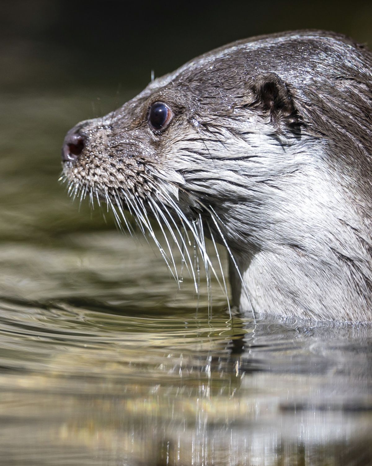 Otter duikt op in duingebied en dat is uniek: 'Is een gevaarlijke weg ...