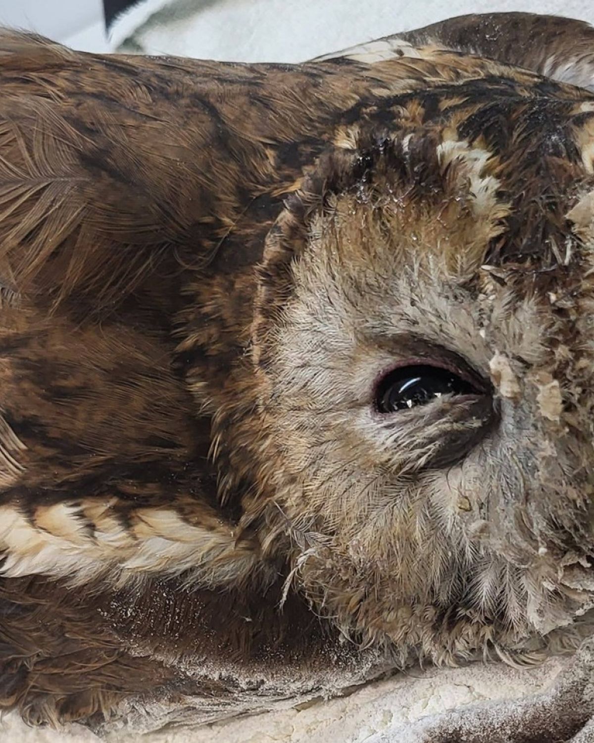 Bosuil vastgeplakt aan plank, vogel kan niet zelf loskomen ...