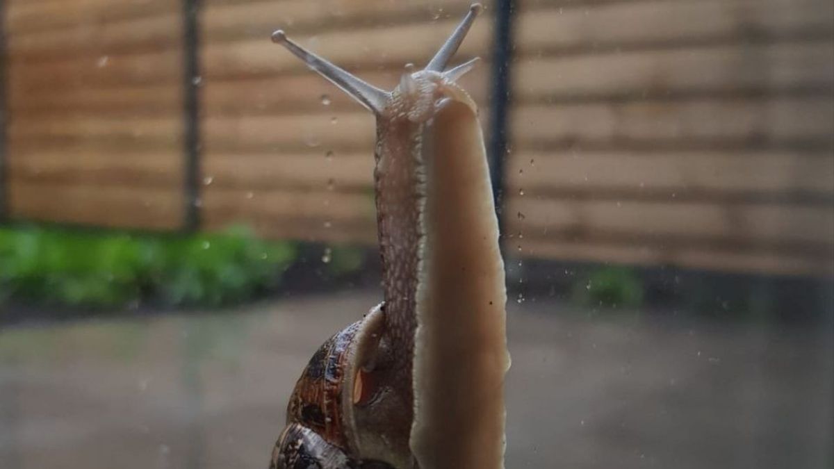 Dit is waarom je nu zoveel slakken in je tuin ziet - Omroep Gelderland