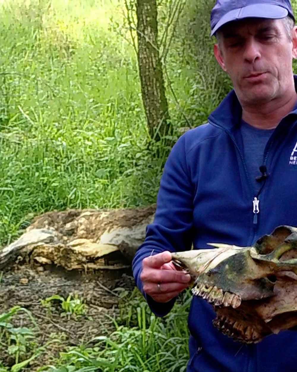 Natuur vraagt om ruimte voor de dood: pleidooi voor grote kadavers in ...