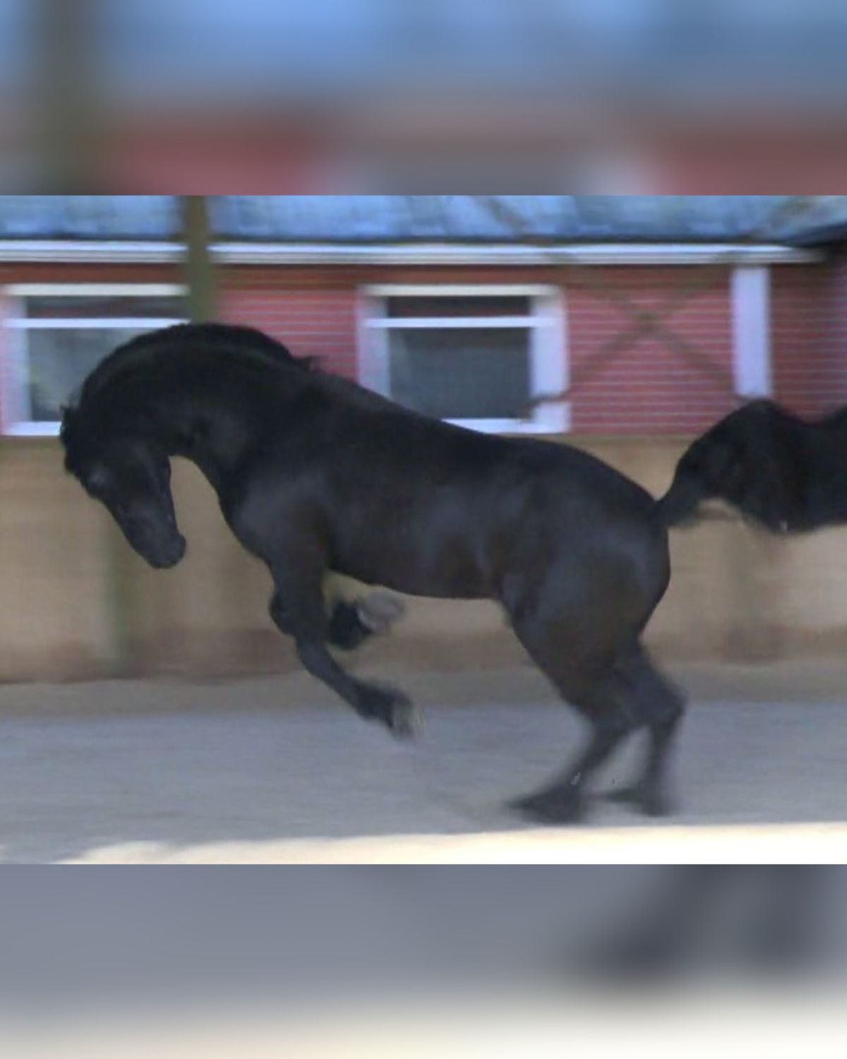 Hengst Jasper 366 is onverwoestbaar: "Hij is een geboren entertainer ...