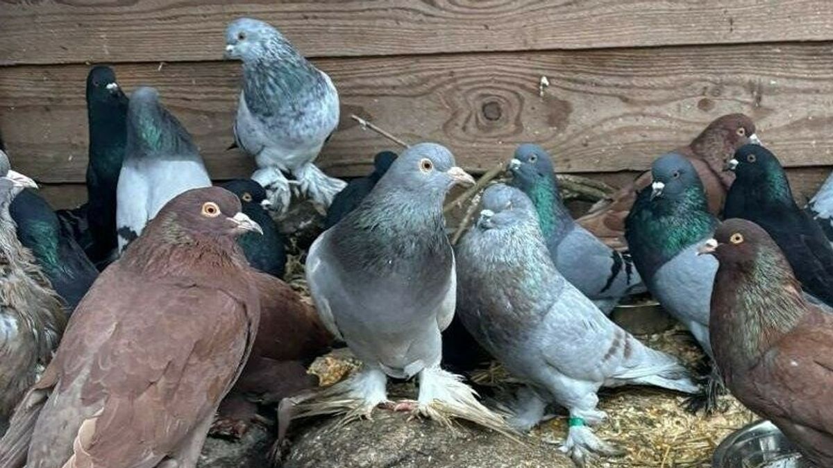 Van Zeeland naar Zwolle: tachtig duiven van dood gered - Omroep Zeeland