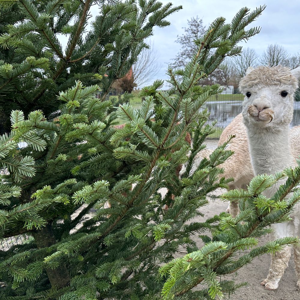 Alpaca's eten komende maanden duizend kerstbomen op: 'Poep, plas, spuug ...