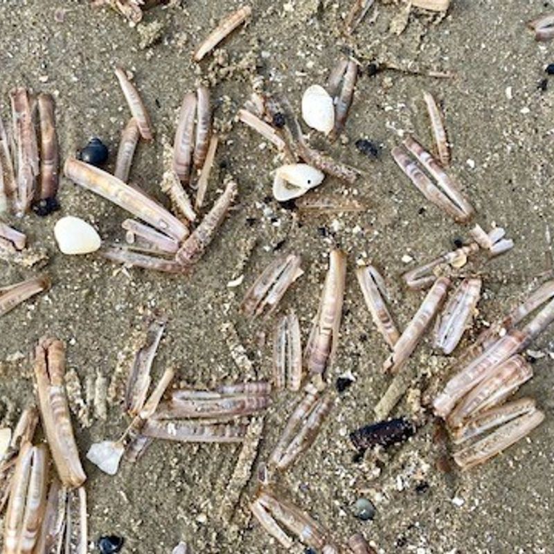 Schelpen tellen in Chris Natuurlijk van 23 maart - Rijnmond