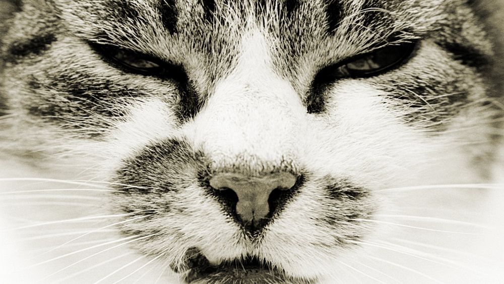 Wat te doen met een kattige kat? - L1