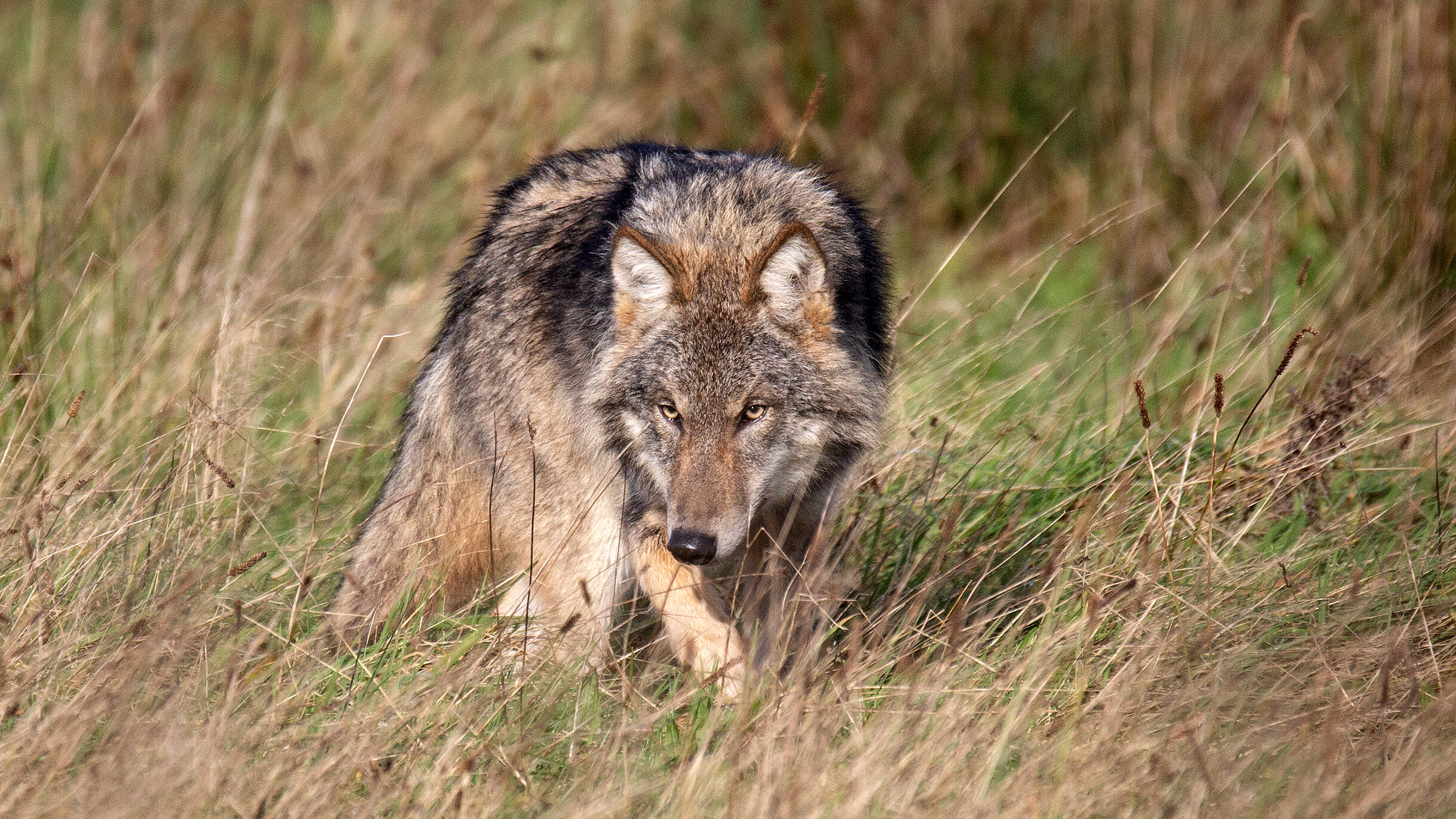 Steeds meer wolven in Drenthe: wat kunnen we leren van Duitsland? - RTV ...