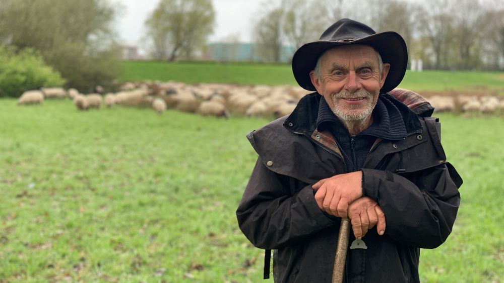Zwolse schaapsherder vreest nieuwe blauwtonguitbraak in voorjaar: "Heb ...