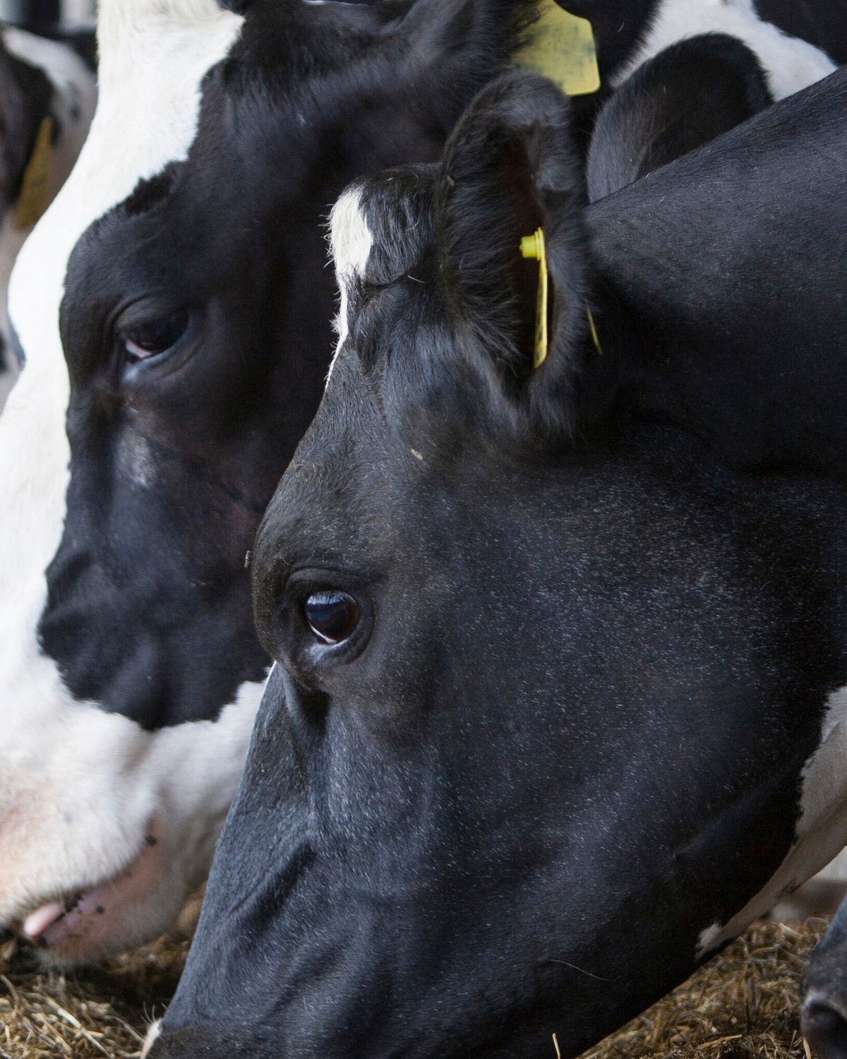 Opsteker voor Friese boeren: kunstmest maken van koeienstront wordt ...