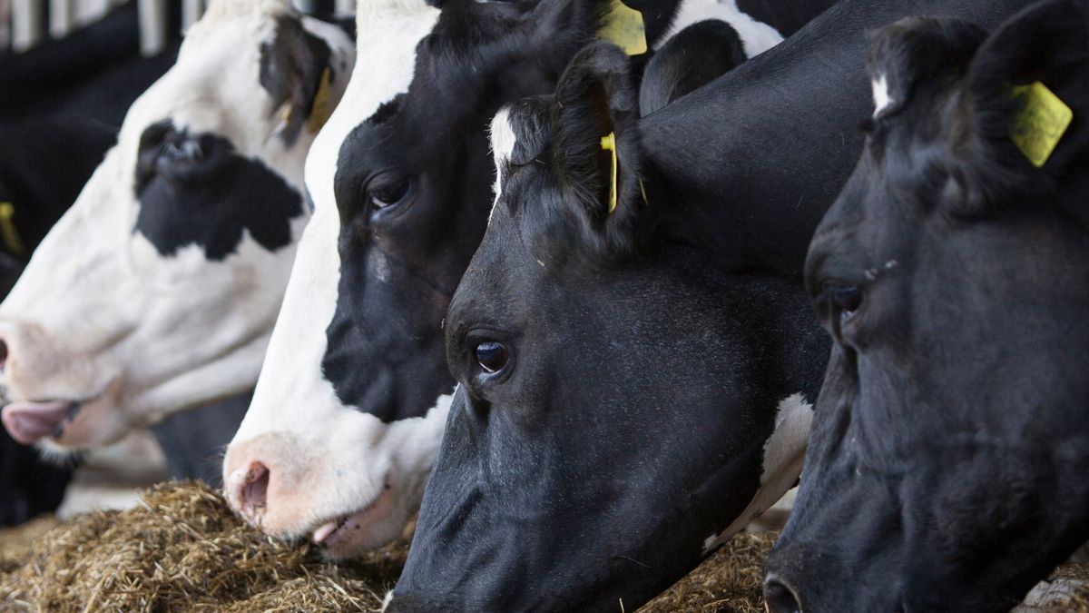 Opsteker voor Friese boeren: kunstmest maken van koeienstront wordt ...