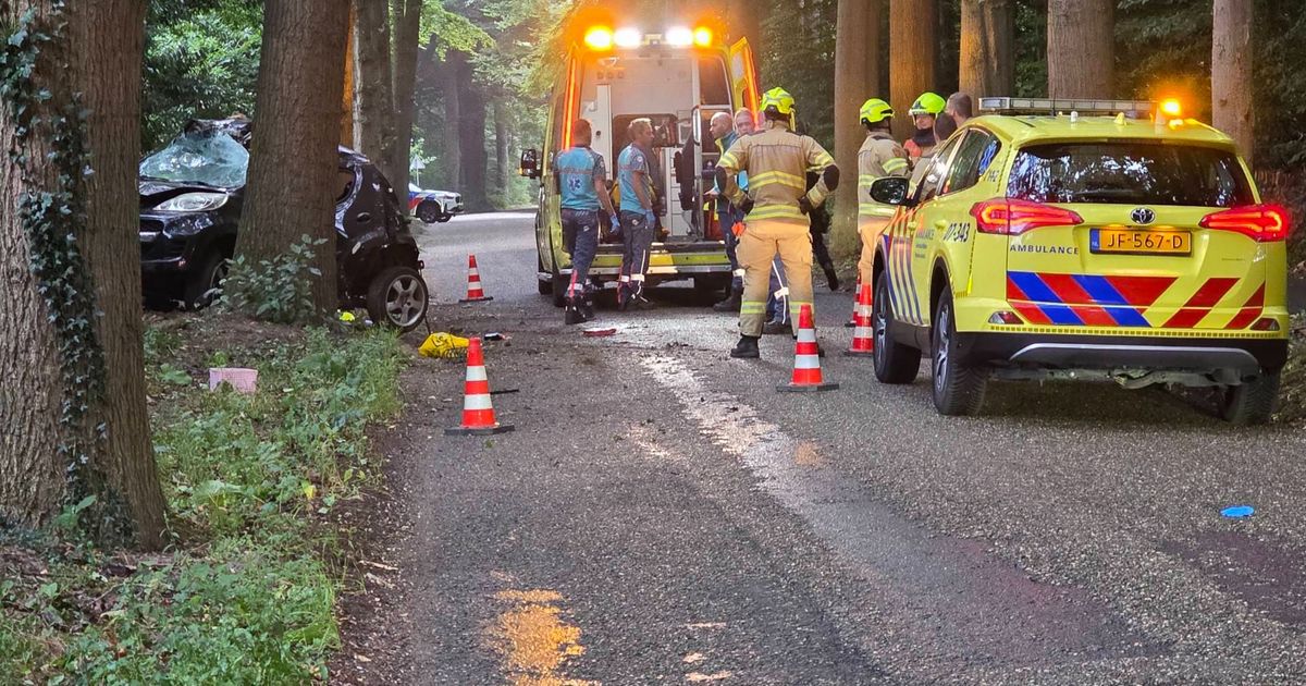 Bestuurder botst op boom en overlijdt - Omroep Gelderland