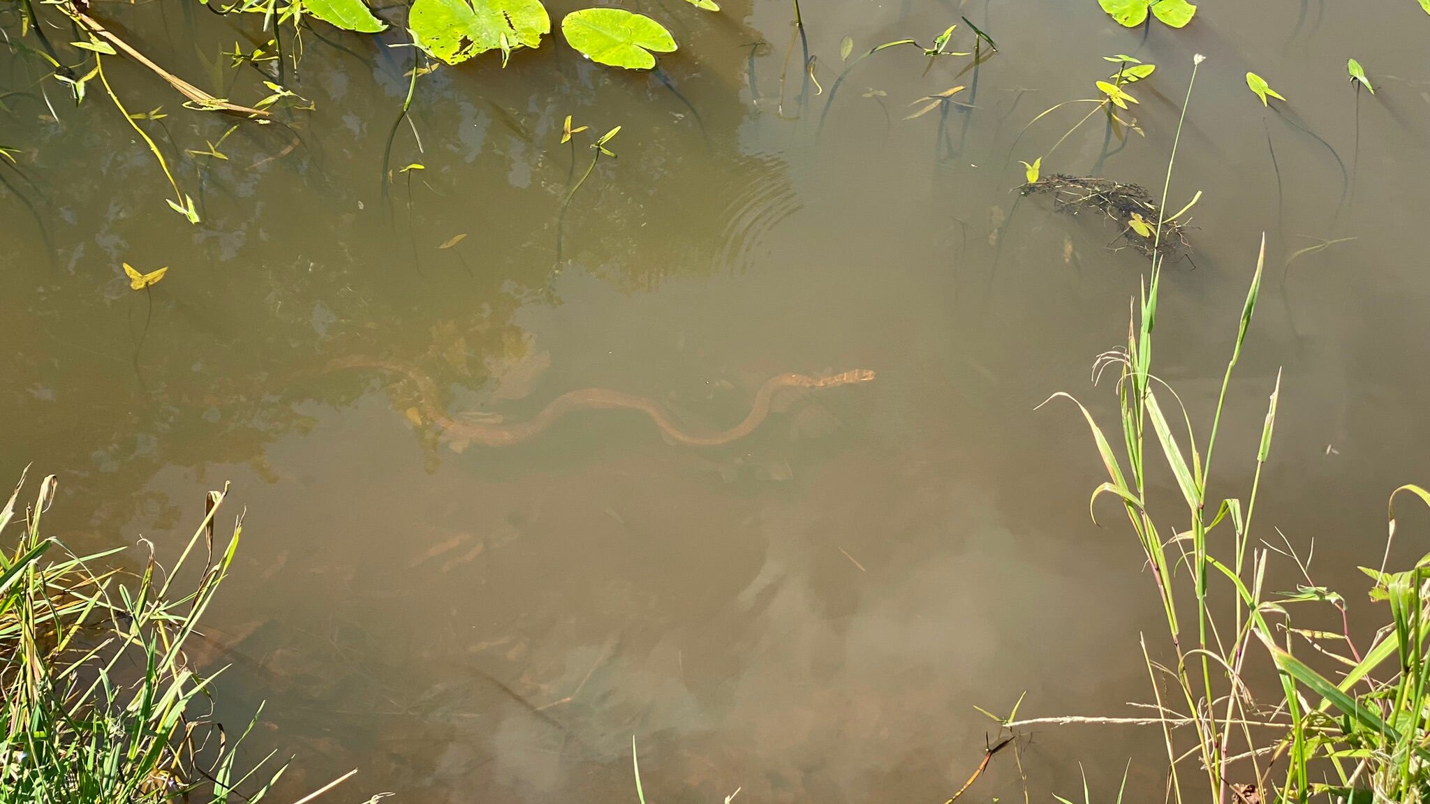 Vijf vragen en antwoorden over de Russische rattenslangen in Eelde ...