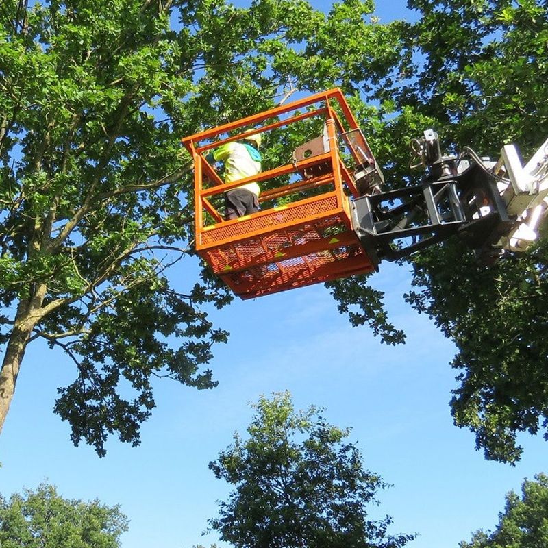 Steeds minder eikenprocessierupsen, maar soms in Drenthe alsnog flink overlast - RTV Drenthe