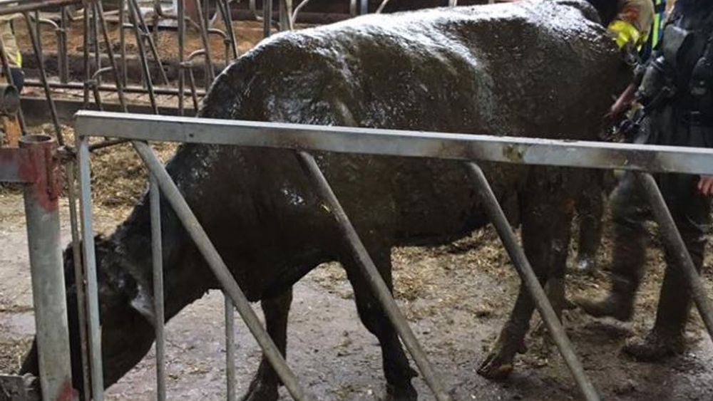 Brandweer redt koeien uit mestput - Omroep Gelderland