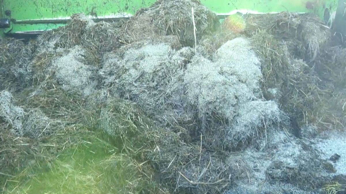 Meer gemeentes willen boeren aan bermgras helpen om kunstmest te ...