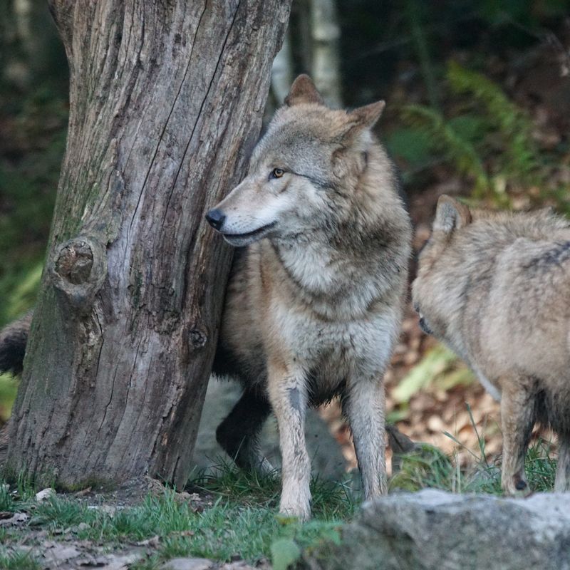De wolf is na 238 jaar terug in Drenthe: een stukje geschiedenis - RTV ...