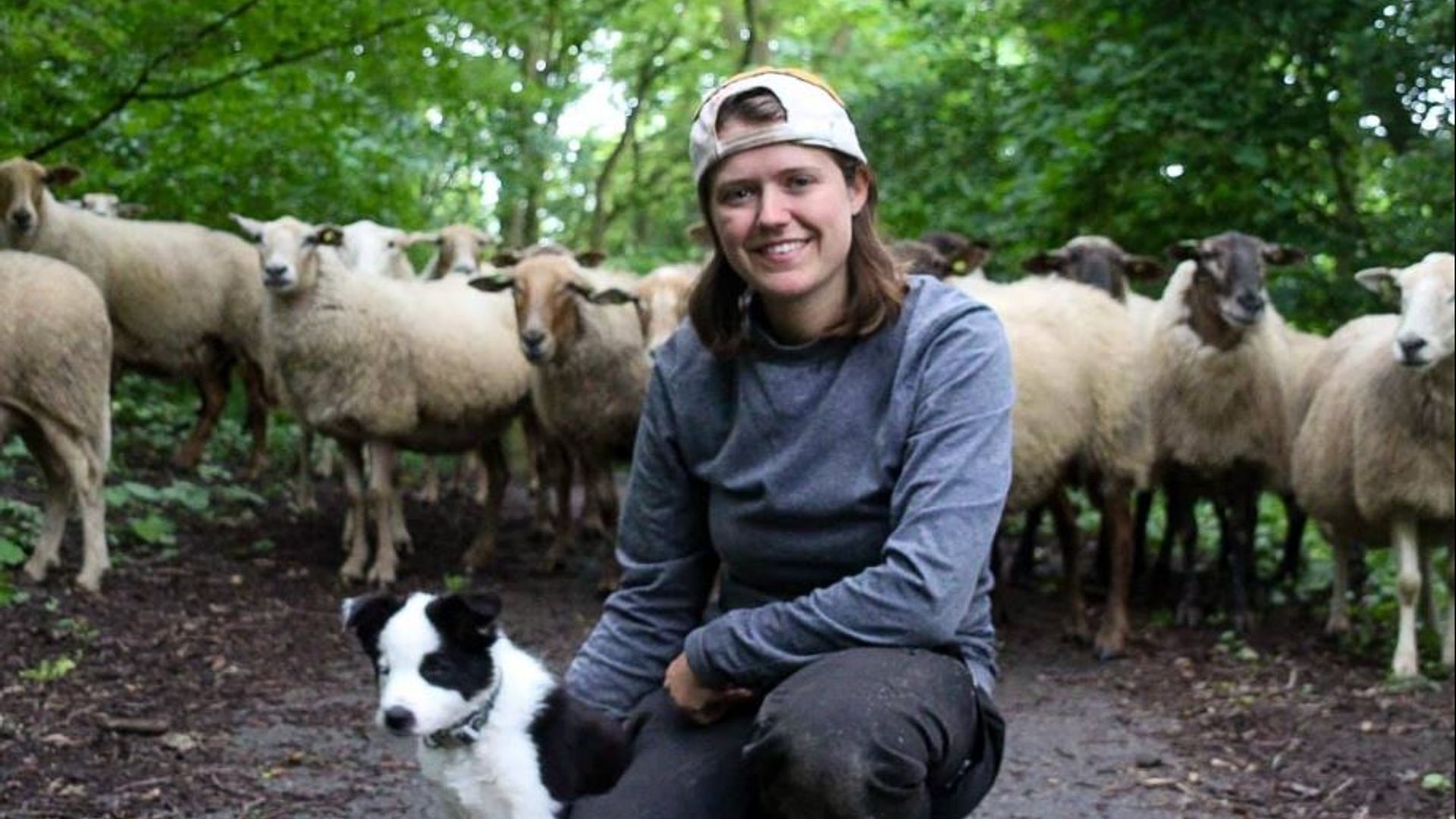 Dwalende schapen door Rotterdam na gesloopt hek, één dier verdronken ...
