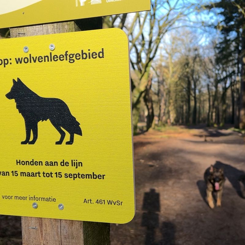 Tientallen boetes voor baasjes die hond niet aanlijnen ondanks wolf ...