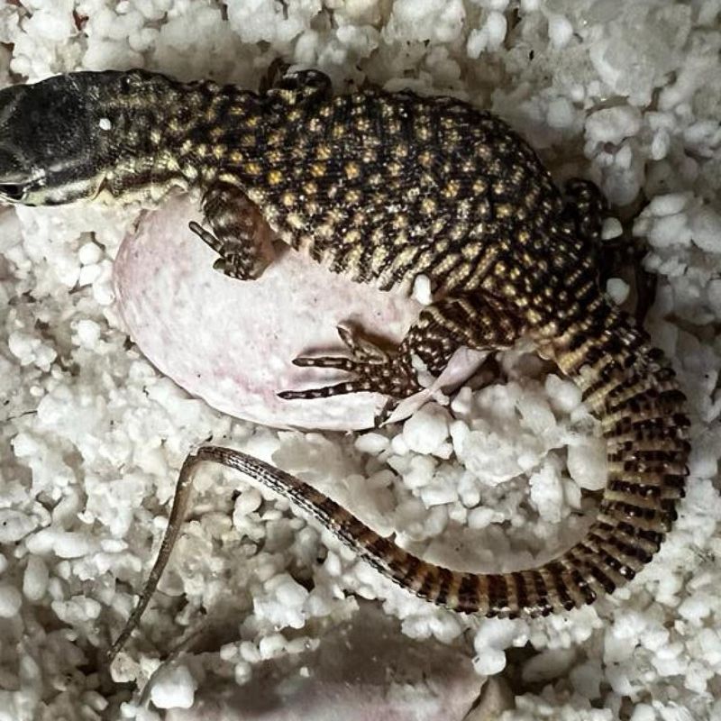 Babynieuws bij Avonturia de Vogelkelder: 'Het was raak, heel bijzonder ...