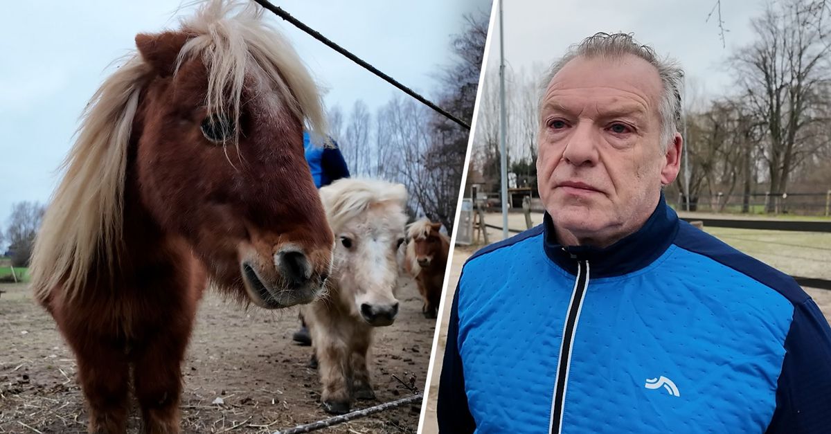 Rob en zijn 43 pony's moeten verhuizen na conflict met de gemeente en ...