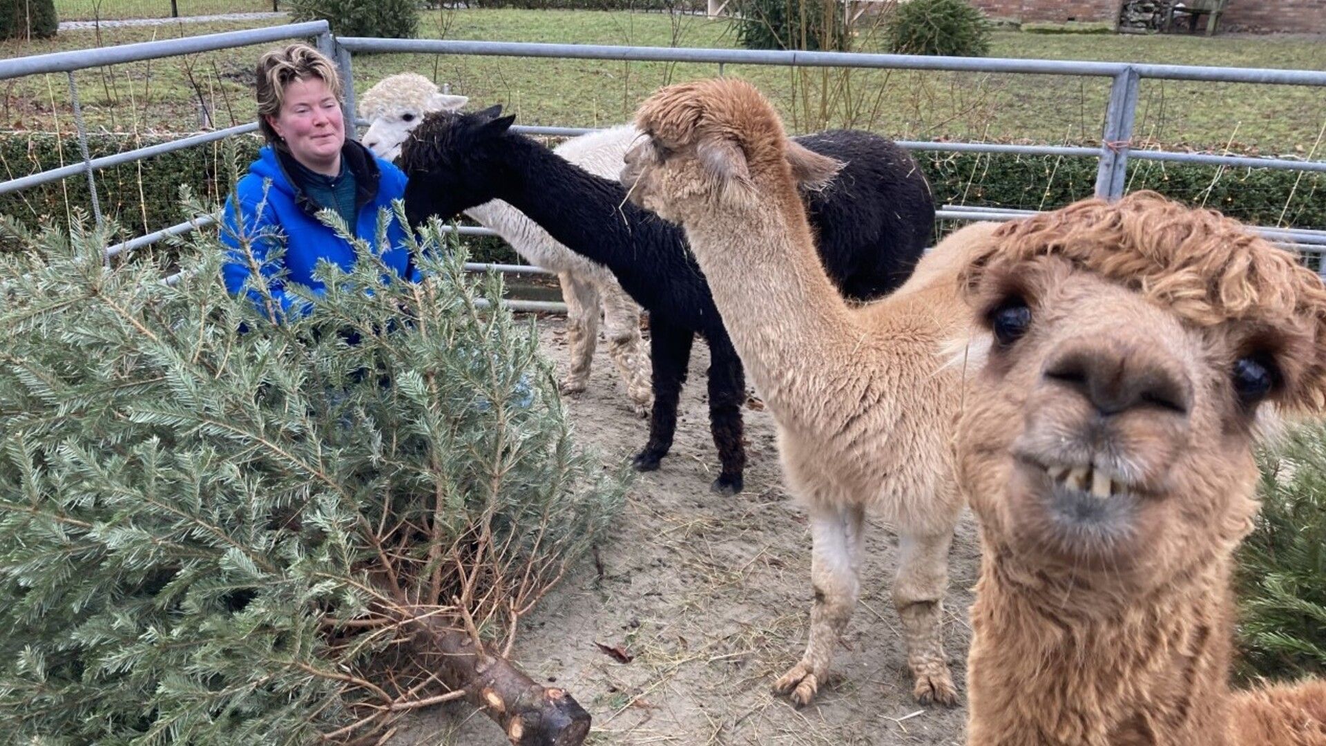Kerstboom spuugzat? Deze alpaca's ademen, poepen en spugen niets liever ...