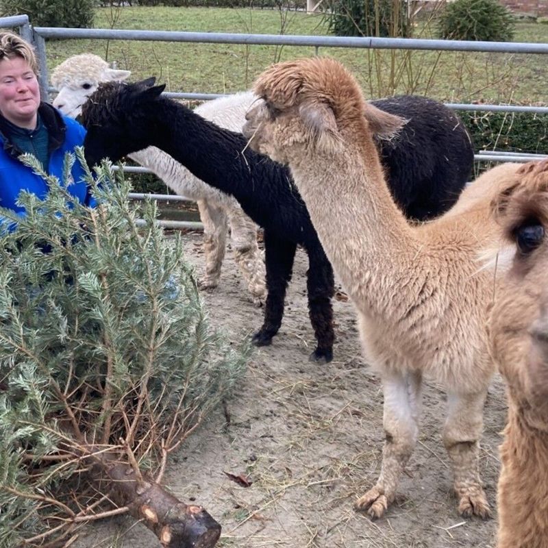 Kerstboom spuugzat? Deze alpaca's ademen, poepen en spugen niets liever ...