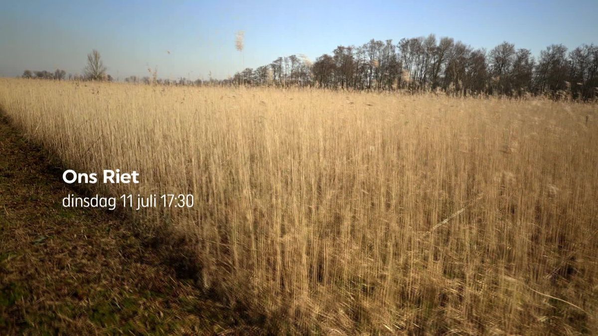 In de documentaire ‘Ons Riet’, zie je het verhaal van het riet uit de ...